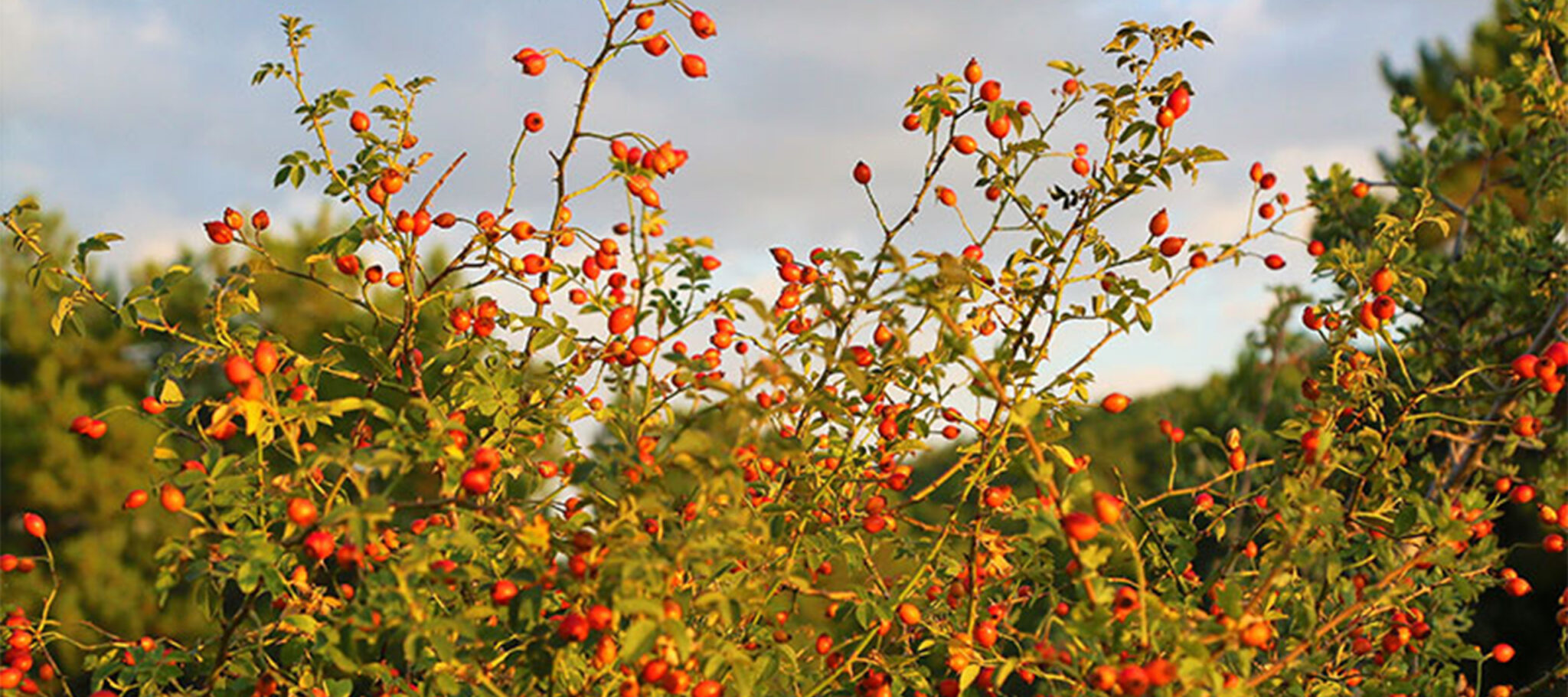 About – American Botanicals | MartinBauer