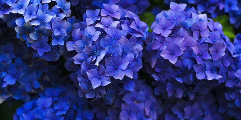Hydrangea Root Powder – American Botanicals | MartinBauer